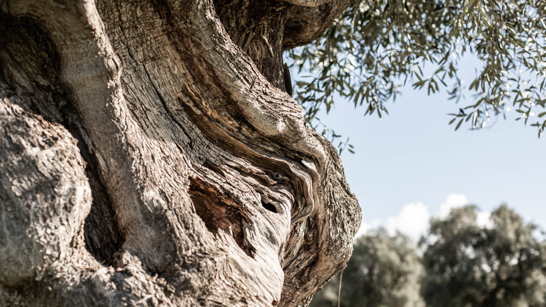 Mirai Rewards - How it Works – Mirai Goods