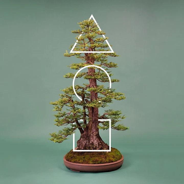 Premium Bonsai Pots, Tools, Supplies & Ceramic Planters | Bonsai Mirai ...