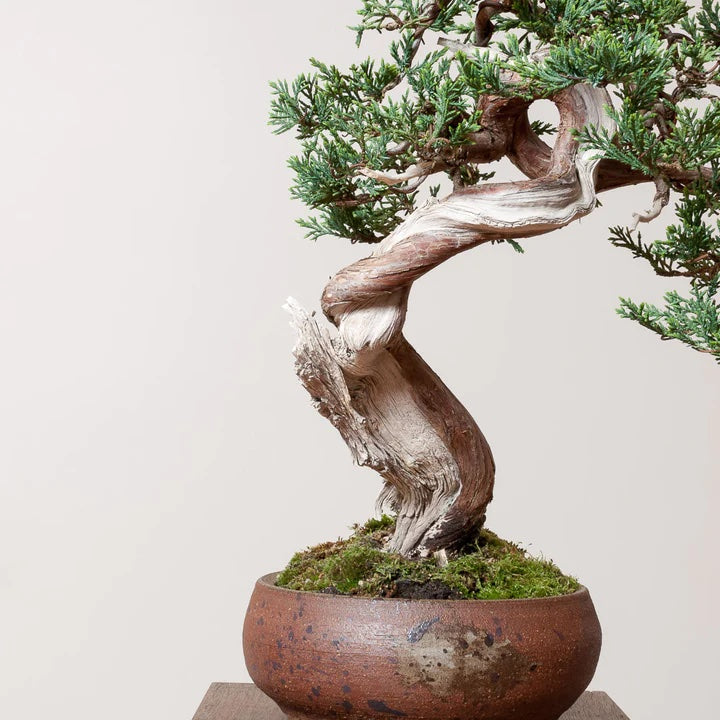 Premium Bonsai Pots, Tools, Supplies & Ceramic Planters | Bonsai Mirai ...